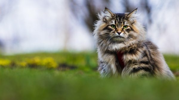 Races de chat : Guide complet des 50+ races