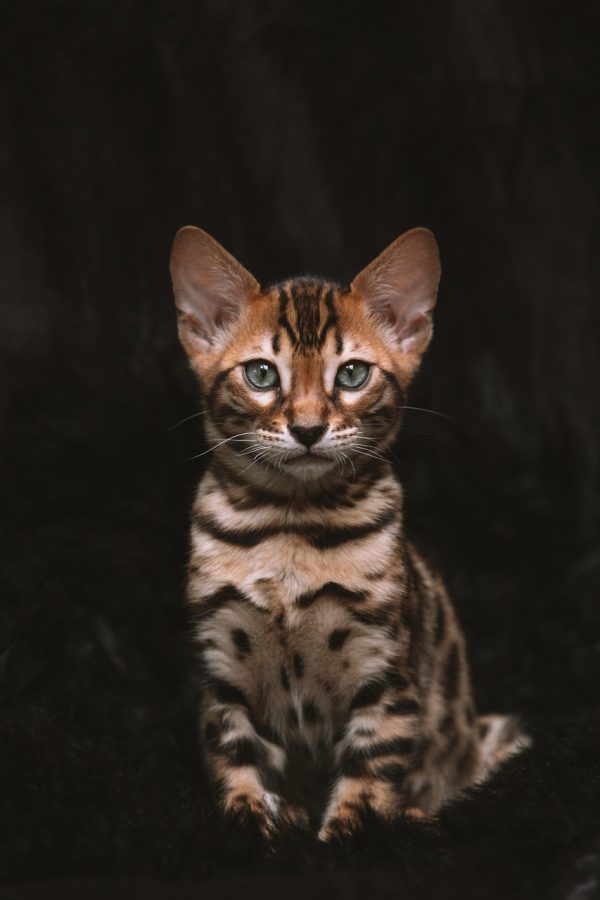 Chat Bengal : caractère, soin et prix - Le royaume des chats