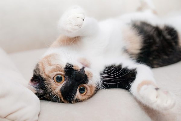 Que fait un chat perdu : comprendre son comportement